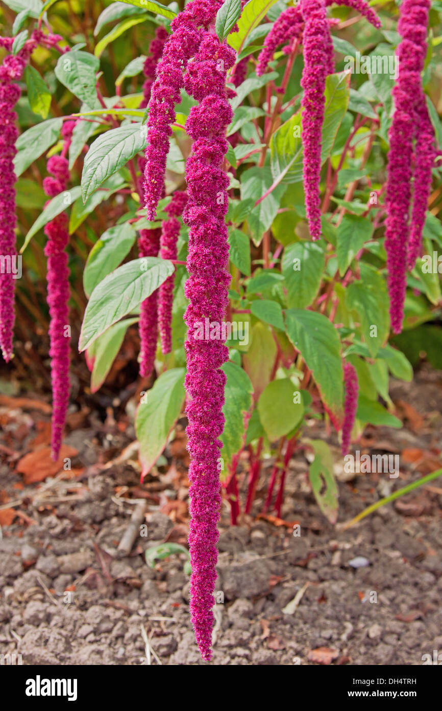 I fiori penduli di Amaranthus Caudatus pianta che fiorisce in piena ...