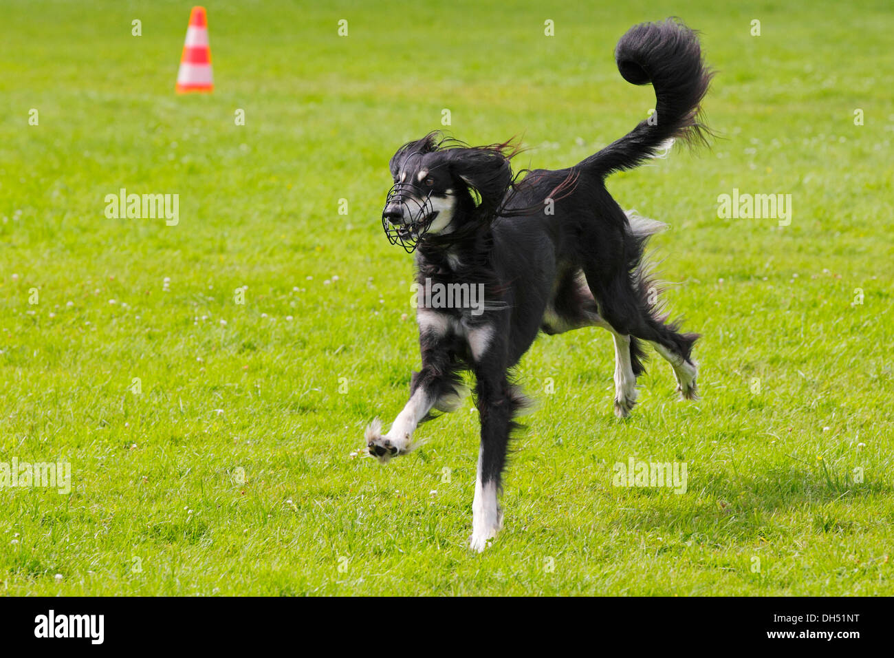 Corse di levrieri corse cani cani immagini e fotografie stock ad alta ...