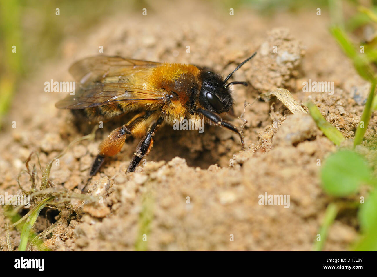 Andrena fulva immagini e fotografie stock ad alta risoluzione - Alamy