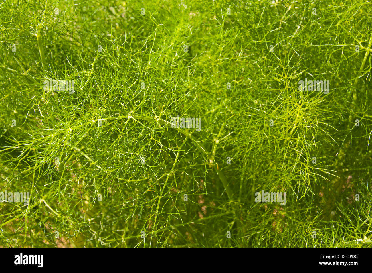 Pianta di finocchio immagini e fotografie stock ad alta risoluzione - Alamy