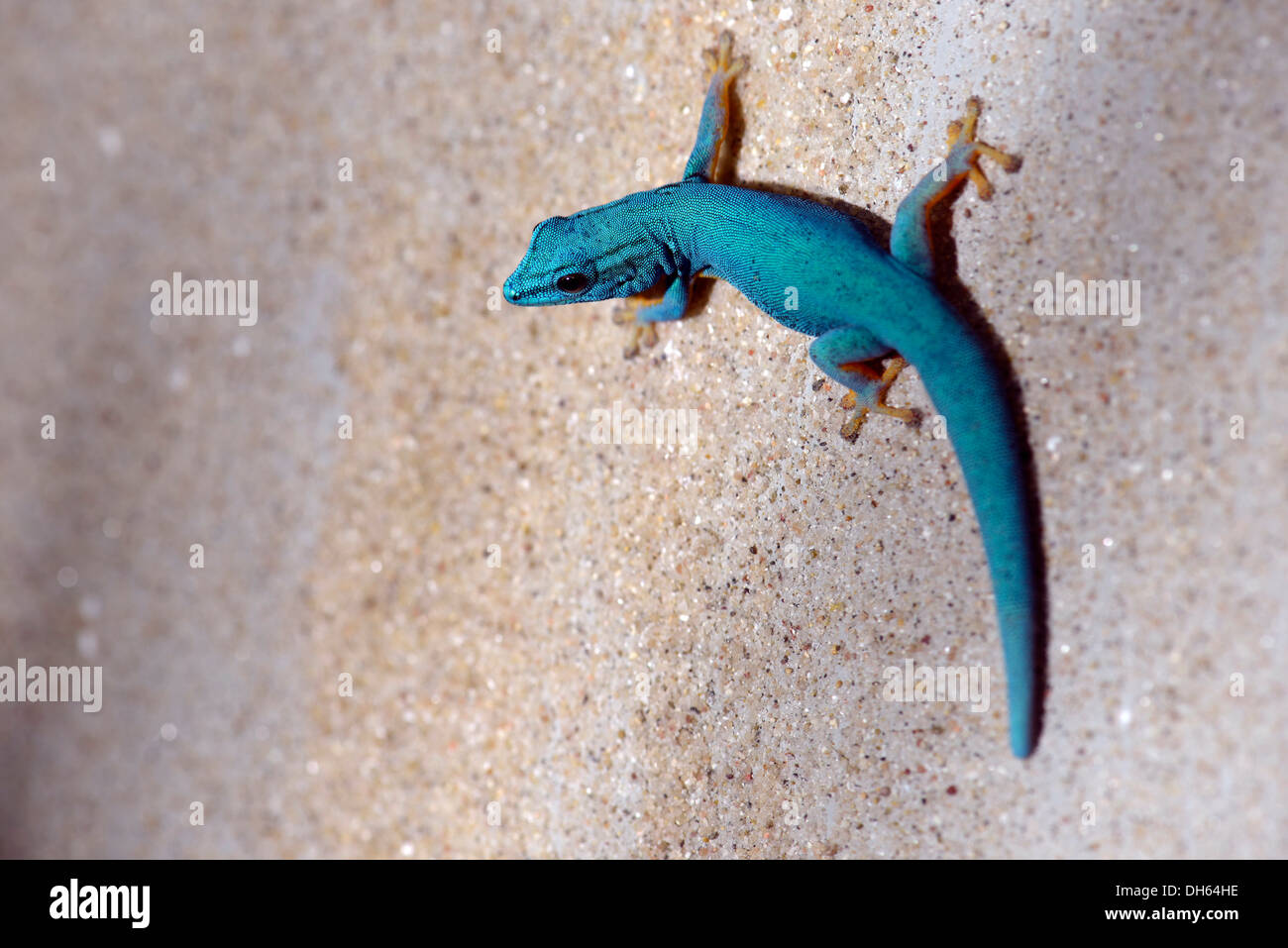 Williams nano geco immagini e fotografie stock ad alta risoluzione - Alamy