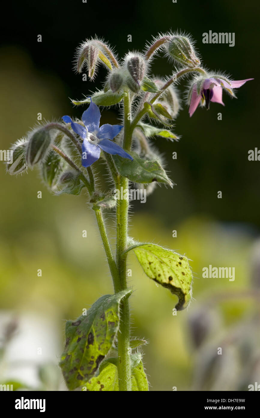 Pianta di borragine con fiori blu borago officinalis immagini e ...