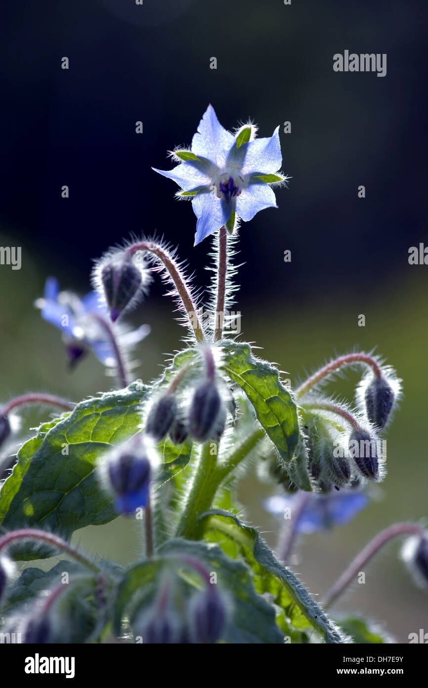 Pianta di borragine con fiori blu borago officinalis immagini e ...