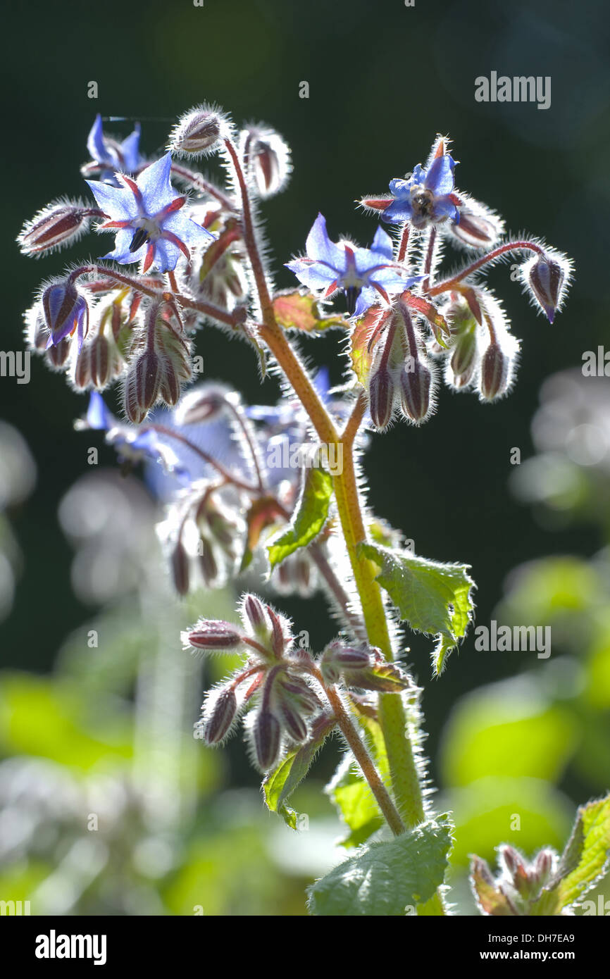 Pianta di borragine con fiori blu borago officinalis immagini e ...
