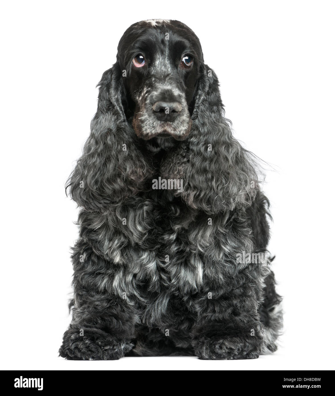 Cocker spaniel grigio immagini e fotografie stock ad alta risoluzione ...
