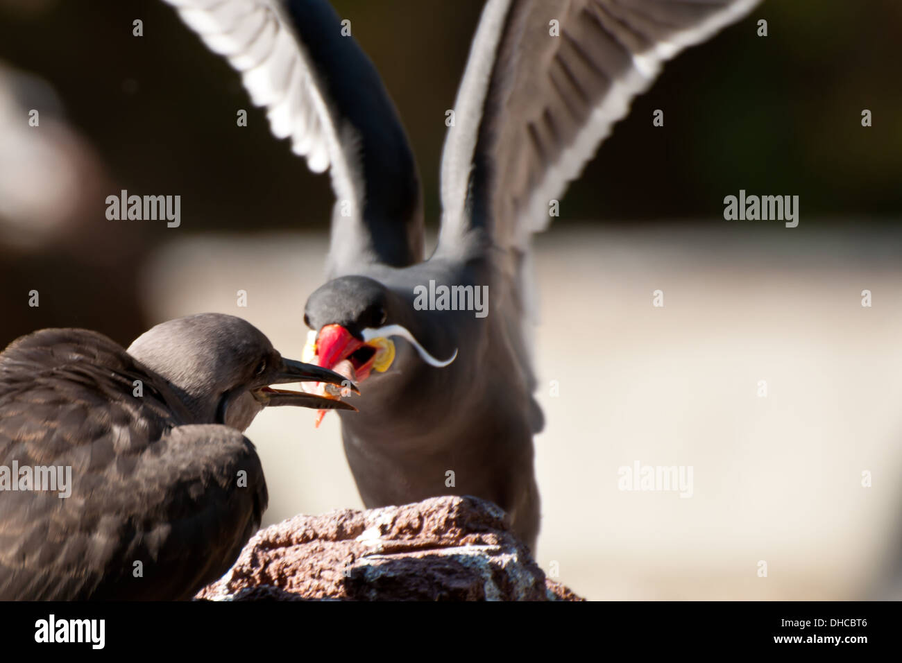 Mamma inca immagini e fotografie stock ad alta risoluzione - Alamy
