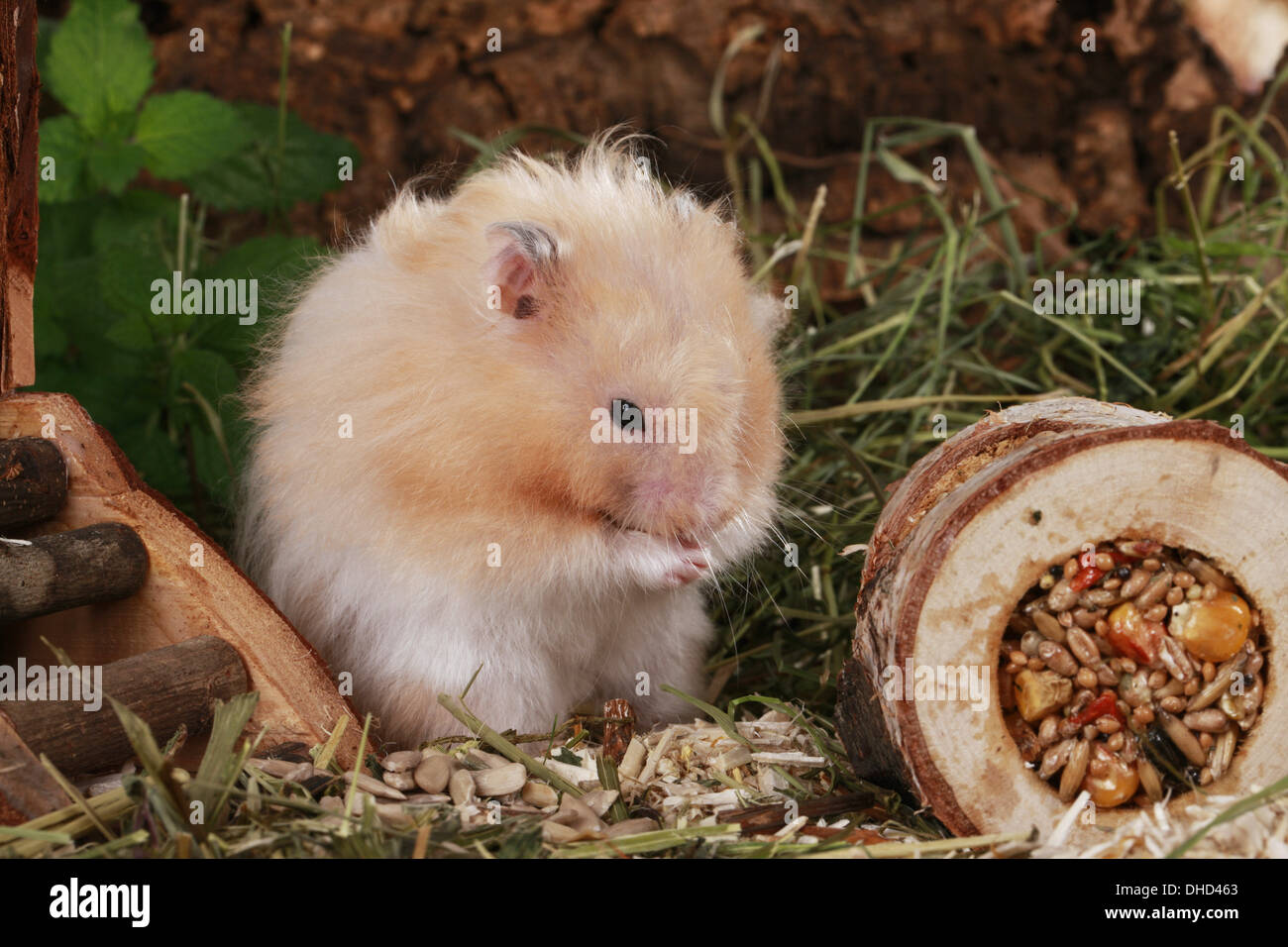 Cura del criceto immagini e fotografie stock ad alta risoluzione - Alamy