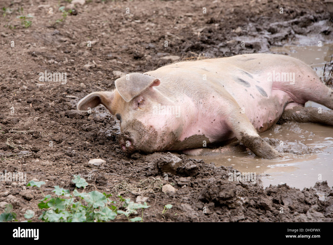 Pig in mud immagini e fotografie stock ad alta risoluzione - Alamy