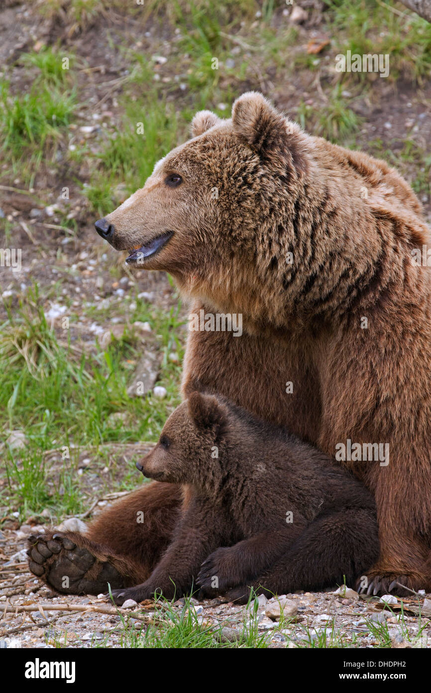 Orso della madre che riposa con i cuccioli immagini e fotografie stock ...