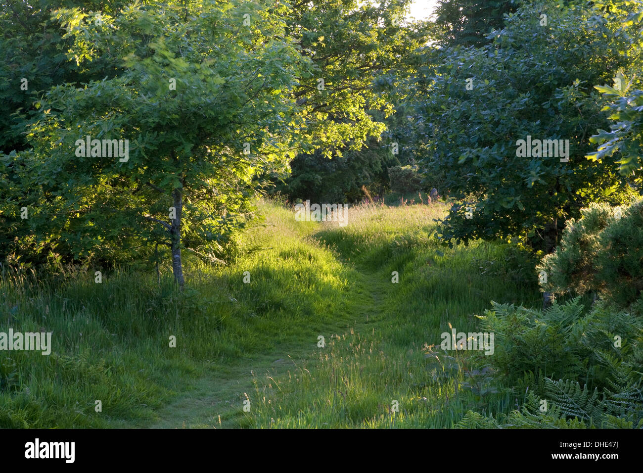 Sentiero serpeggiante tra alberi di quercia su Kitt Hill, Cornwall Foto ...