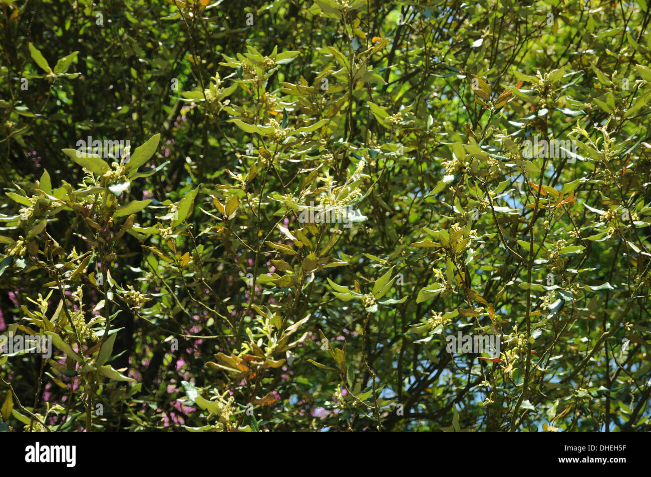 Leccio fiori immagini e fotografie stock ad alta risoluzione - Alamy