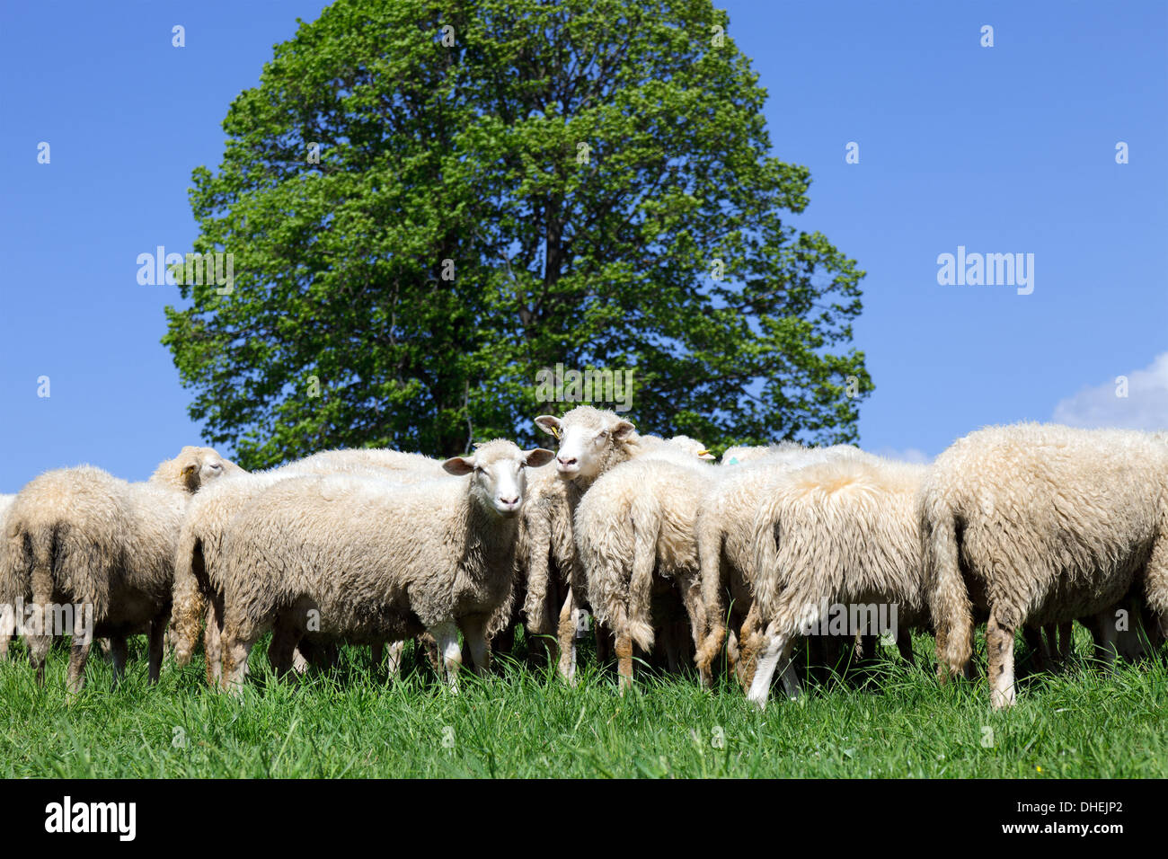 Mangiare pecore immagini e fotografie stock ad alta risoluzione - Alamy