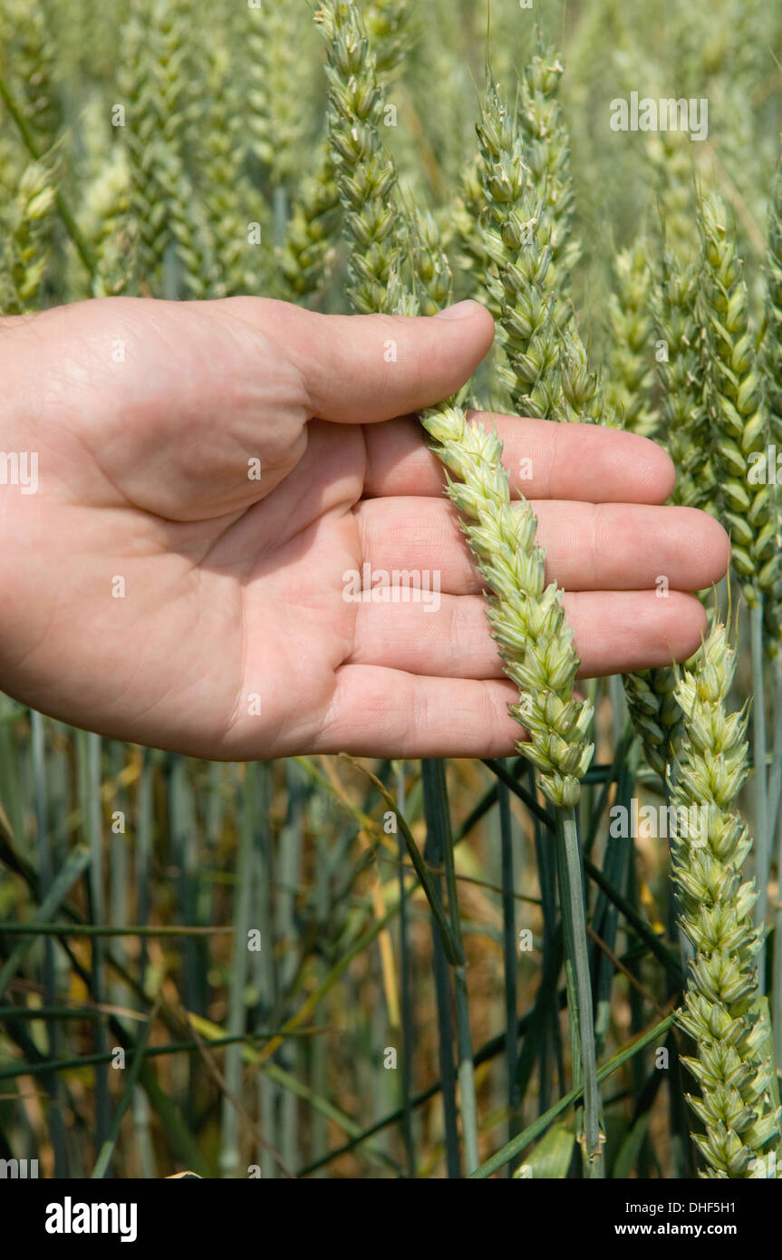 La pianta di grano immagini e fotografie stock ad alta risoluzione - Alamy