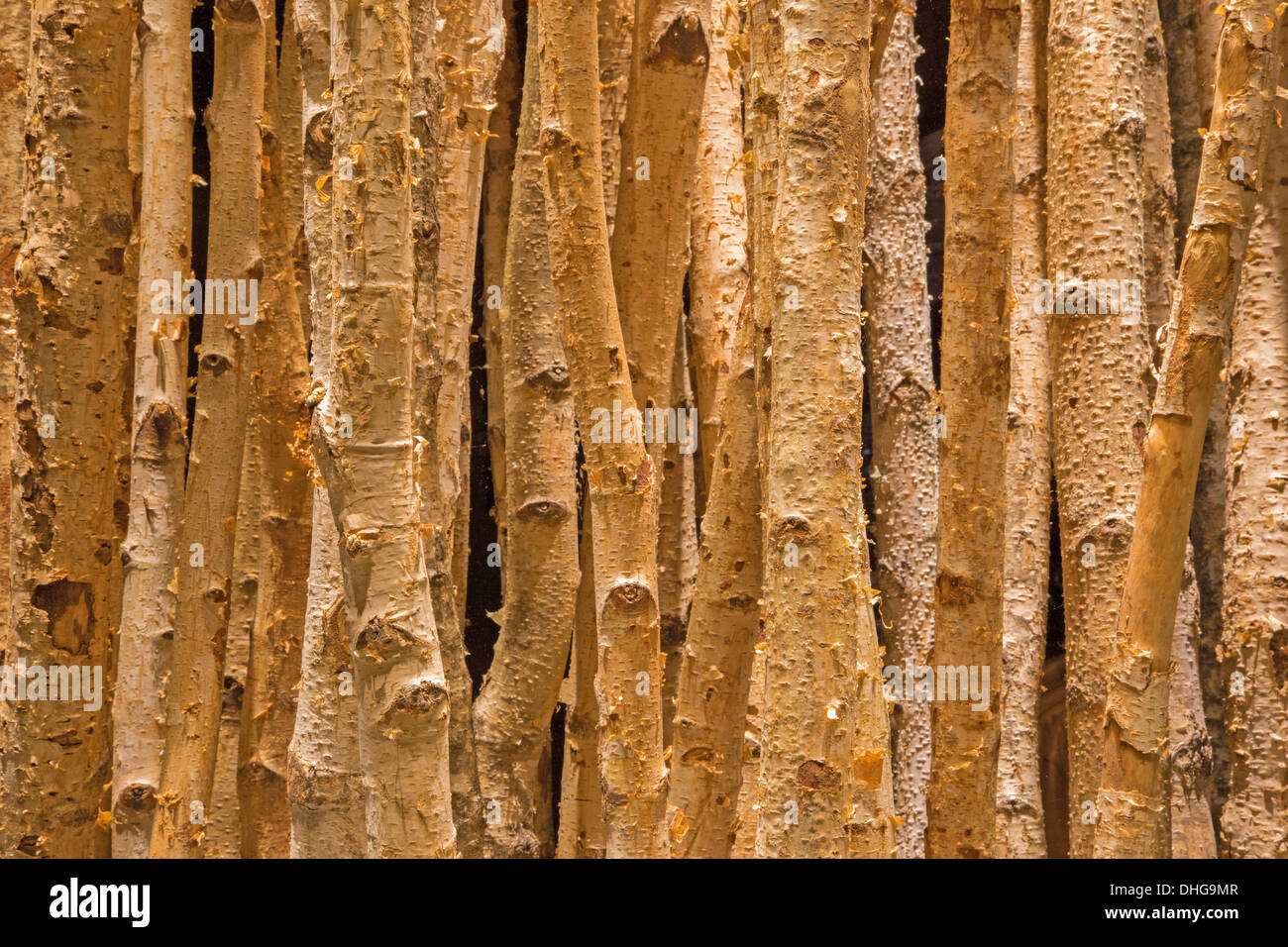 Legno di betulla immagini e fotografie stock ad alta risoluzione - Alamy