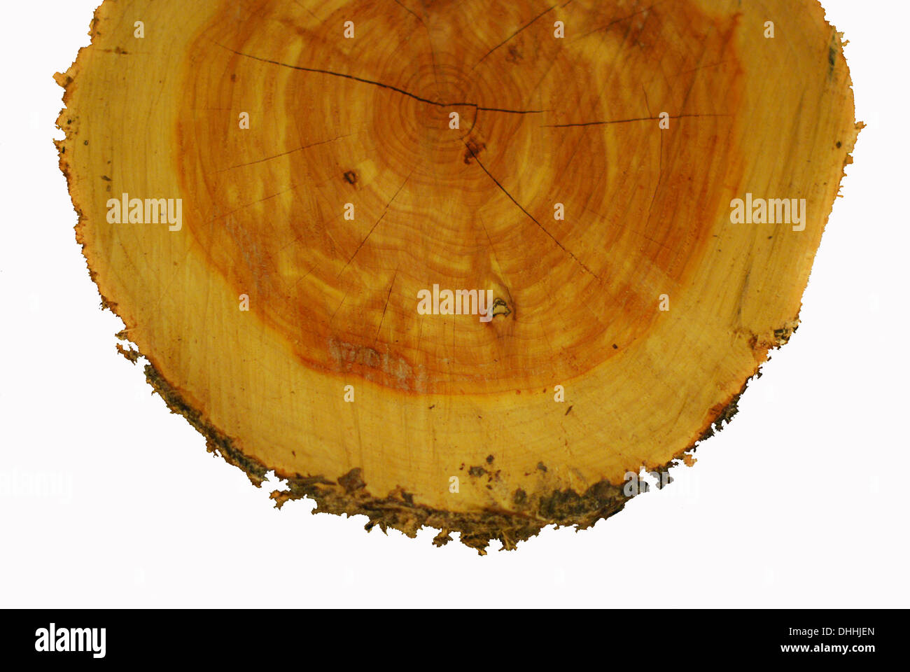 Sezione trasversale di un albero di cedro tronco Foto stock - Alamy
