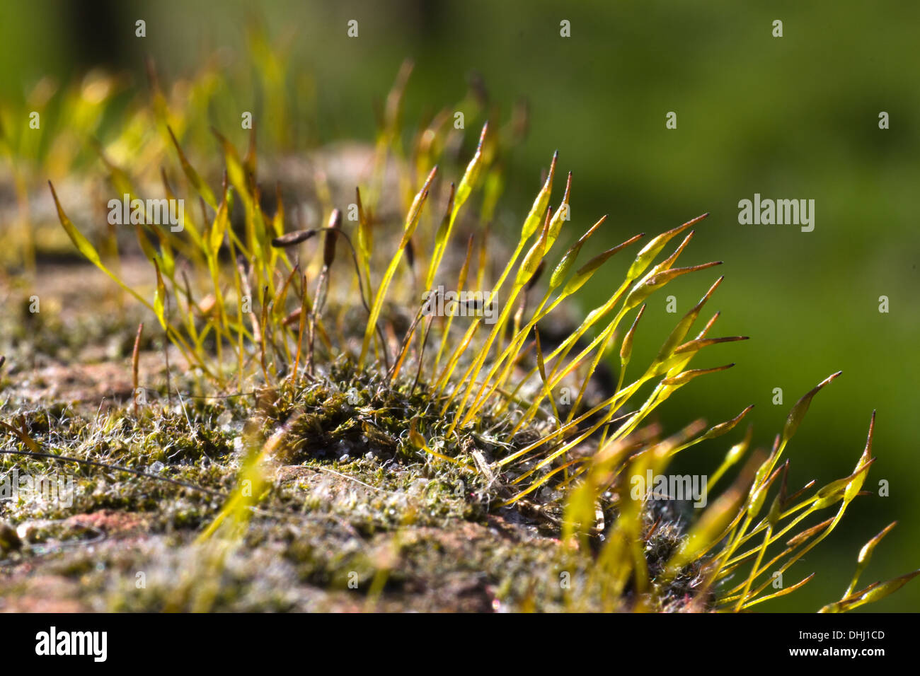 Capsula di spore di muschio immagini e fotografie stock ad alta ...