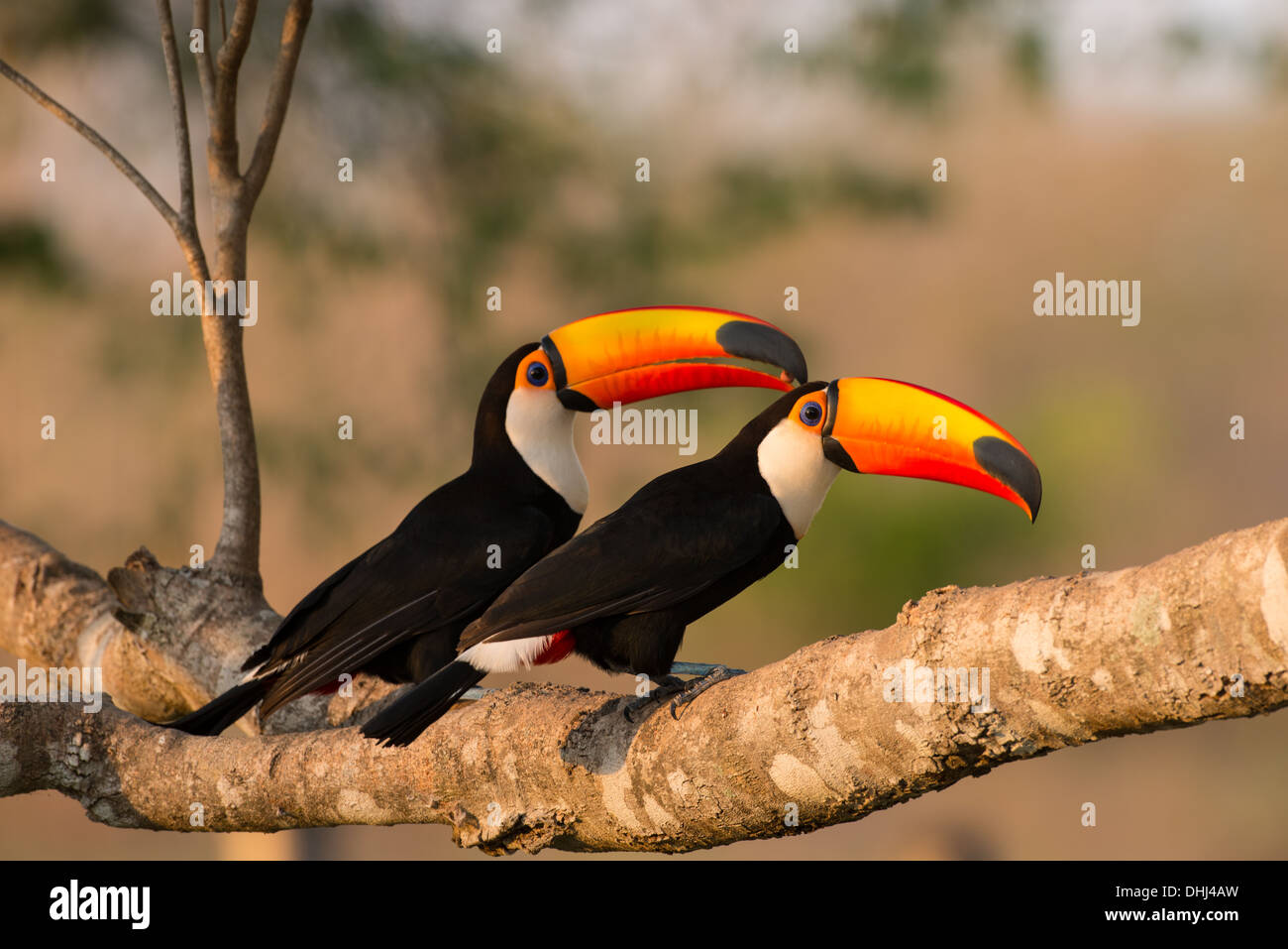 Coppia di tucani immagini e fotografie stock ad alta risoluzione - Alamy