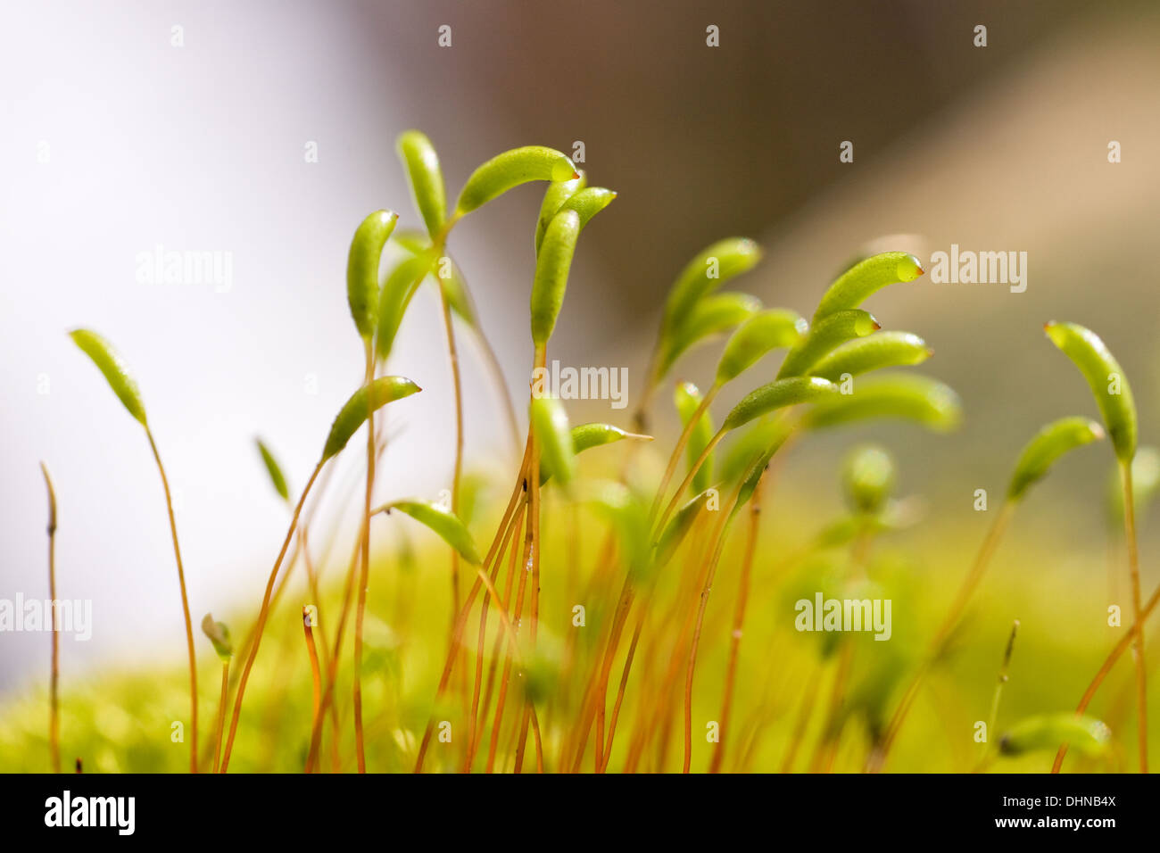 Spore capsule immagini e fotografie stock ad alta risoluzione - Alamy
