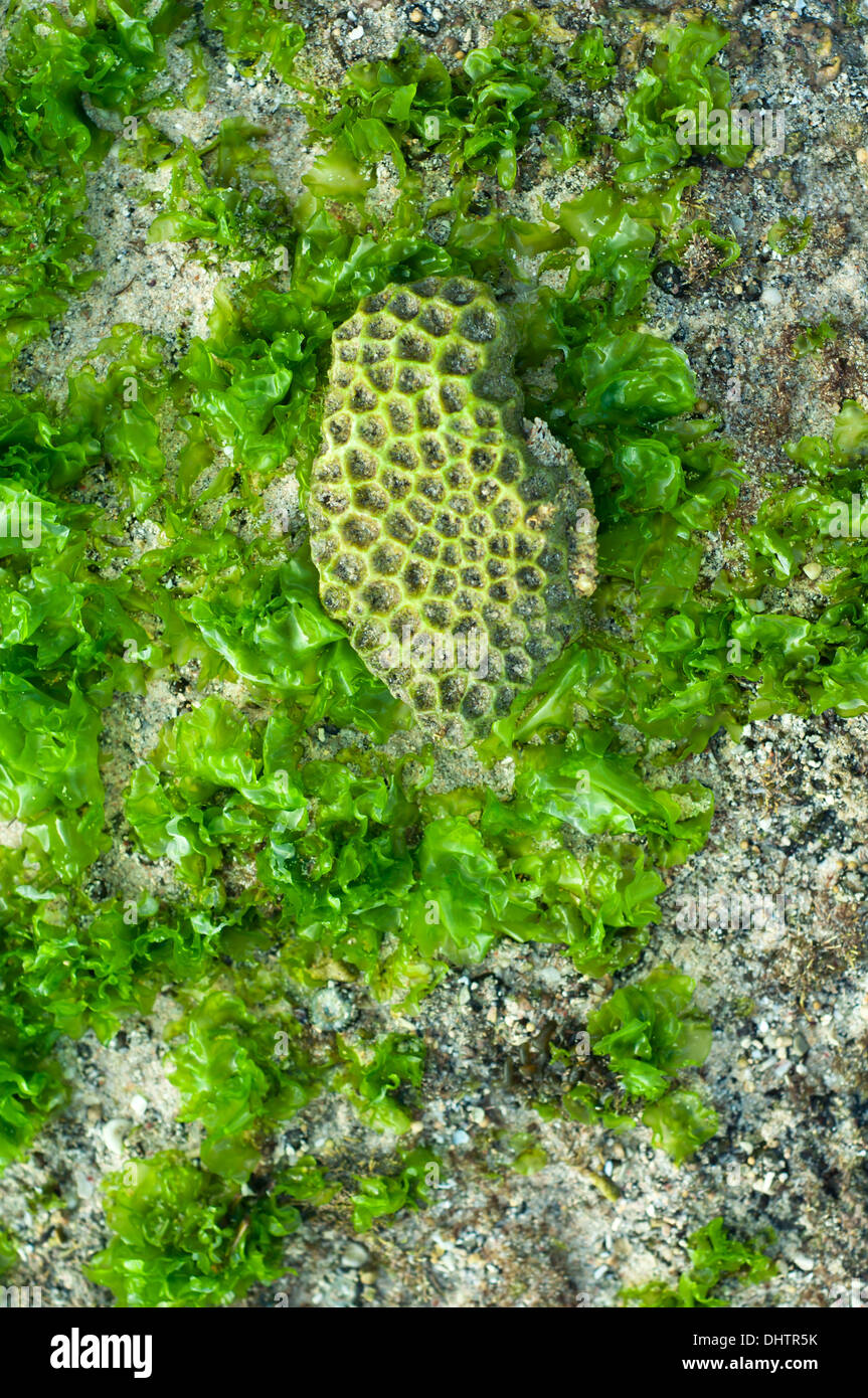 Pianta di corallo verde immagini e fotografie stock ad alta risoluzione ...