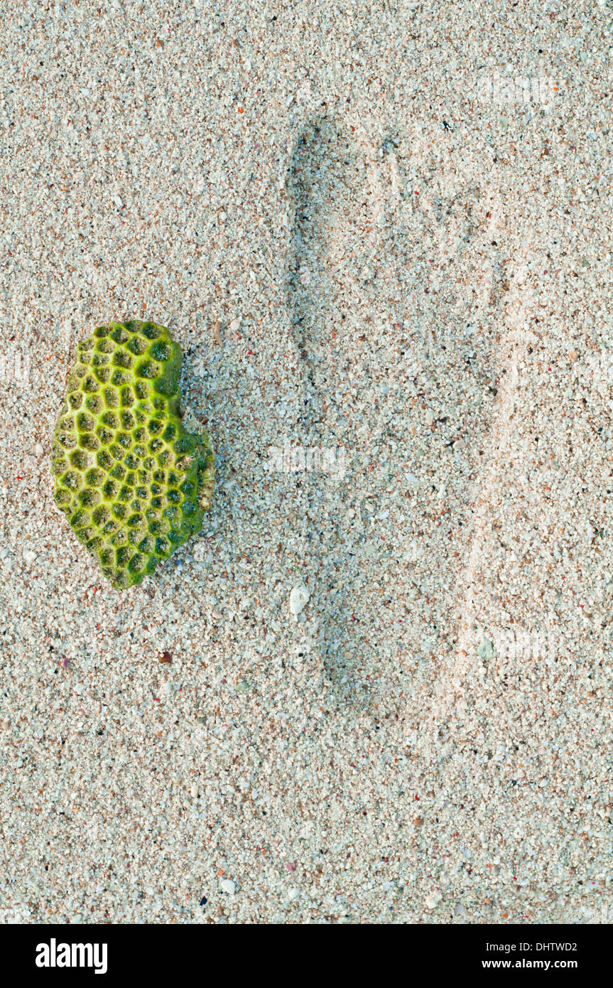 Pianta di corallo verde immagini e fotografie stock ad alta risoluzione ...