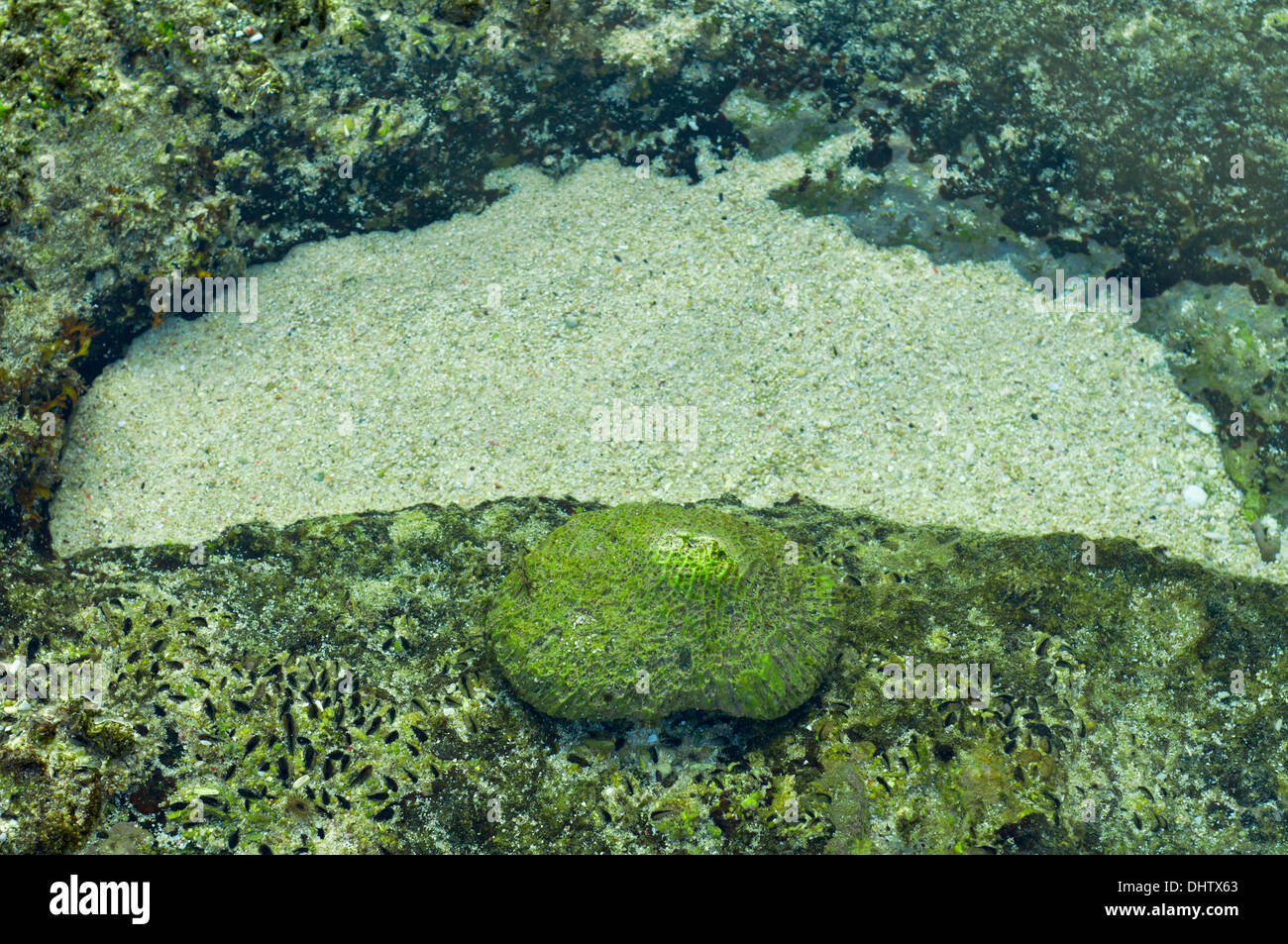 Pianta di corallo verde immagini e fotografie stock ad alta risoluzione ...