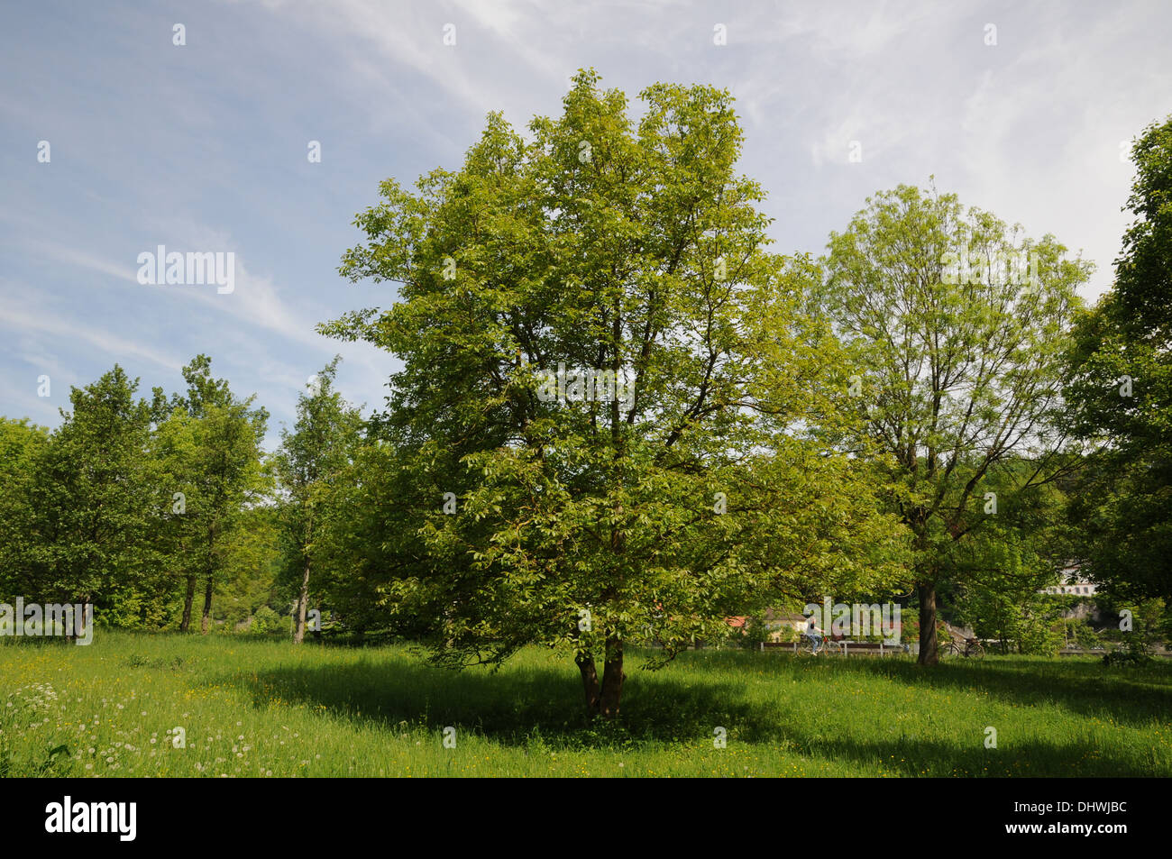 Albero di noce immagini e fotografie stock ad alta risoluzione - Alamy