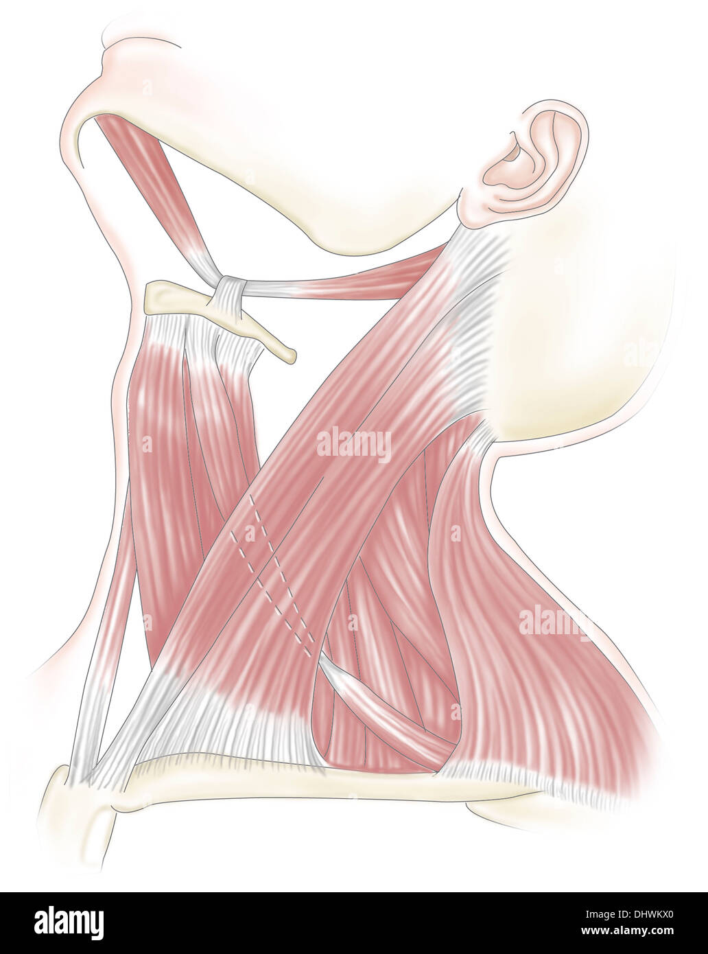 Muscolo sternocleidomastoideo immagini e fotografie stock ad alta ...