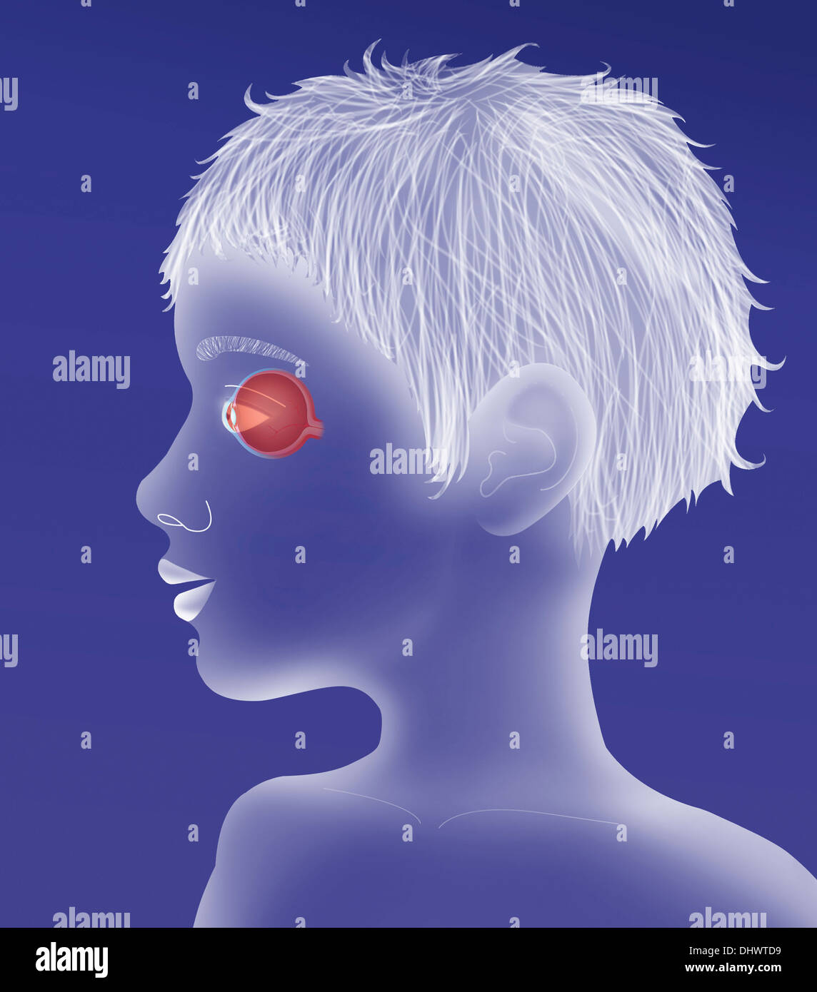 Anatomia dell'occhio uvea immagini e fotografie stock ad alta ...