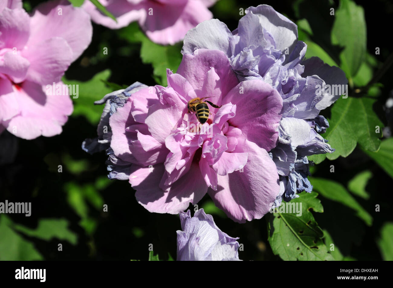 Rose of althea immagini e fotografie stock ad alta risoluzione - Alamy