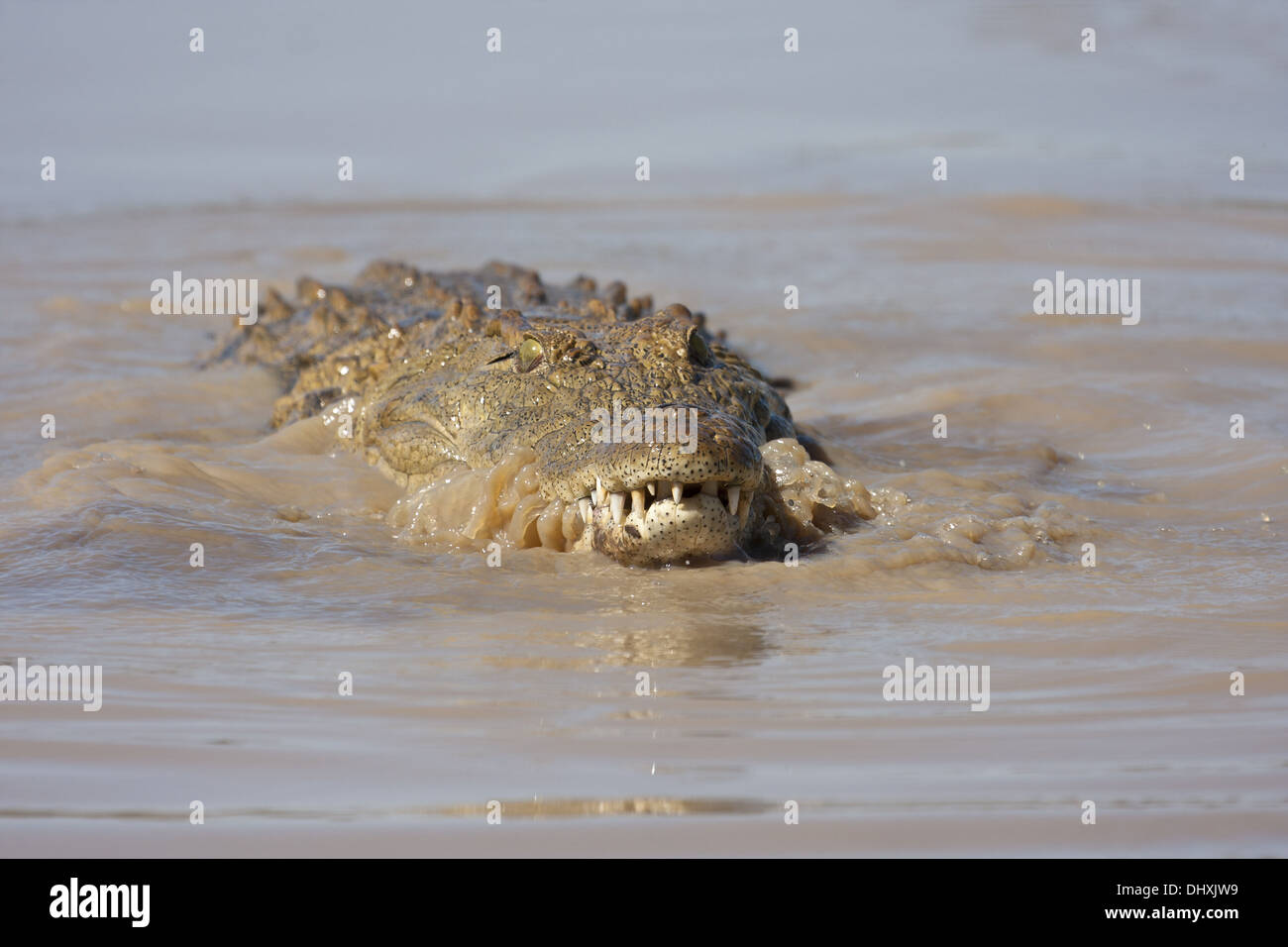 Rischio gnathostomata immagini e fotografie stock ad alta risoluzione ...
