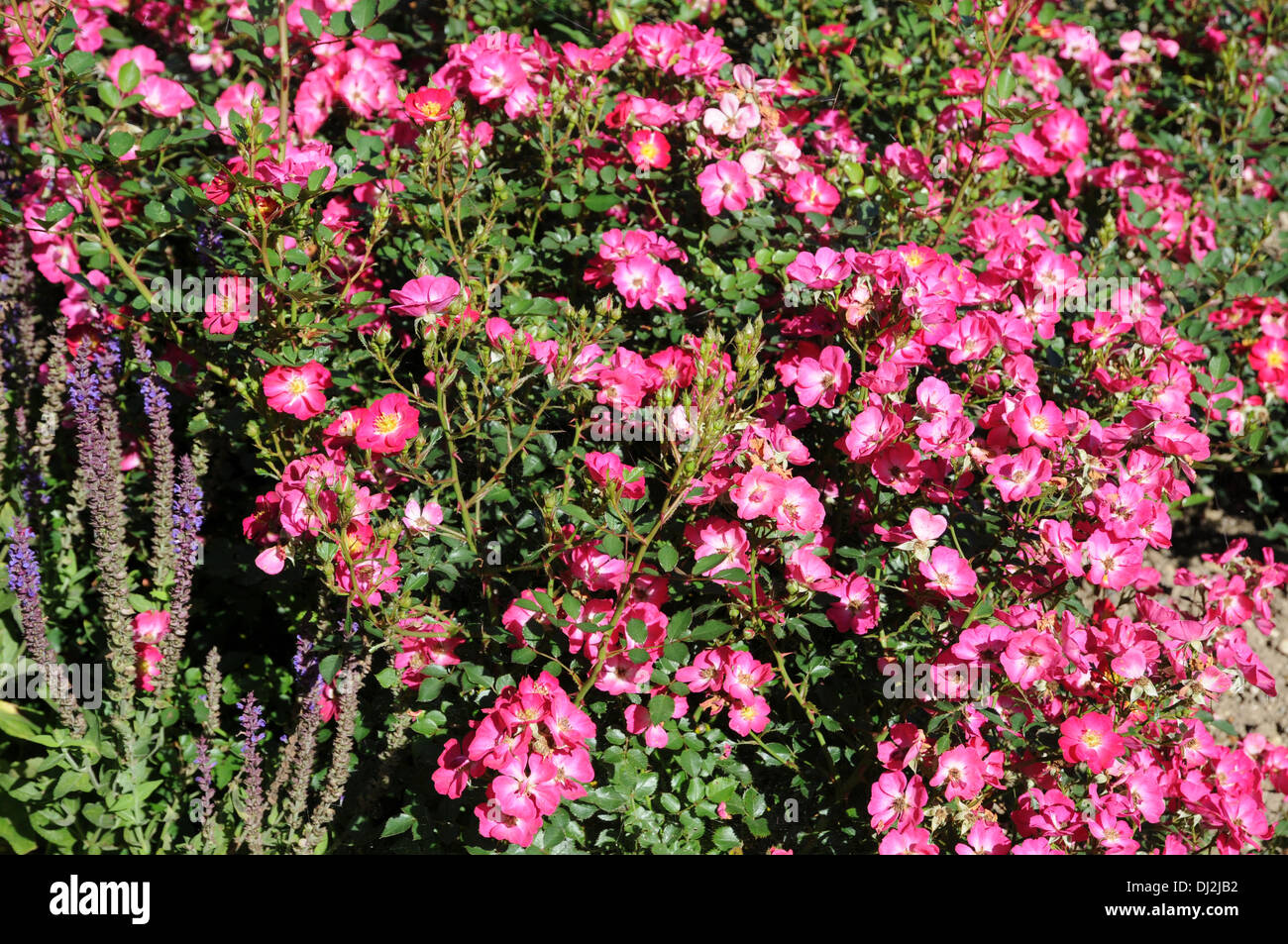 Rose nane immagini e fotografie stock ad alta risoluzione - Alamy