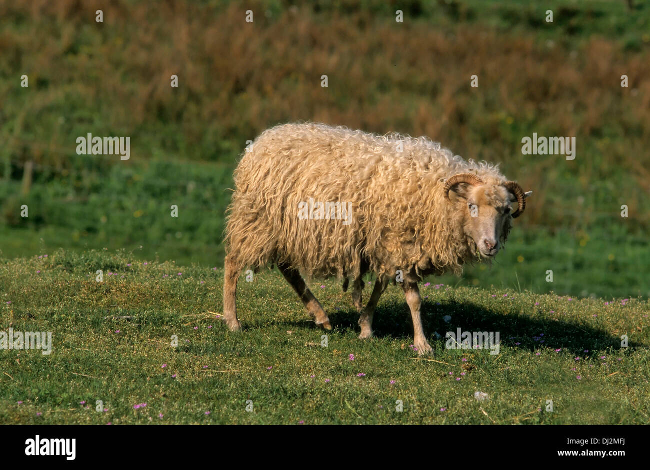 Skudde sheep immagini e fotografie stock ad alta risoluzione - Alamy