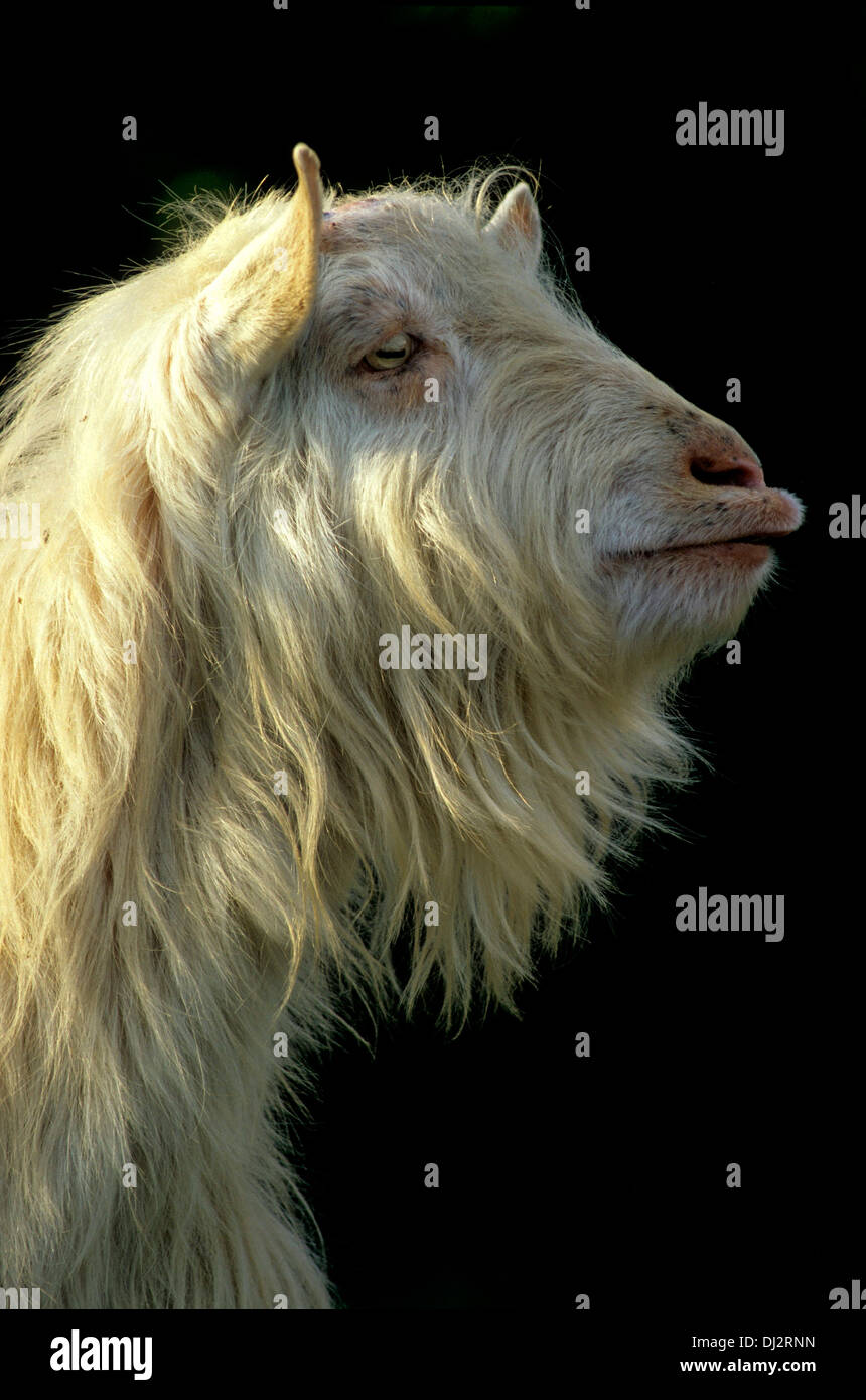 Appenzell capra domestica immagini e fotografie stock ad alta ...