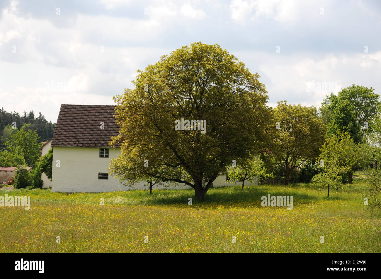 Albero di noce immagini e fotografie stock ad alta risoluzione - Alamy