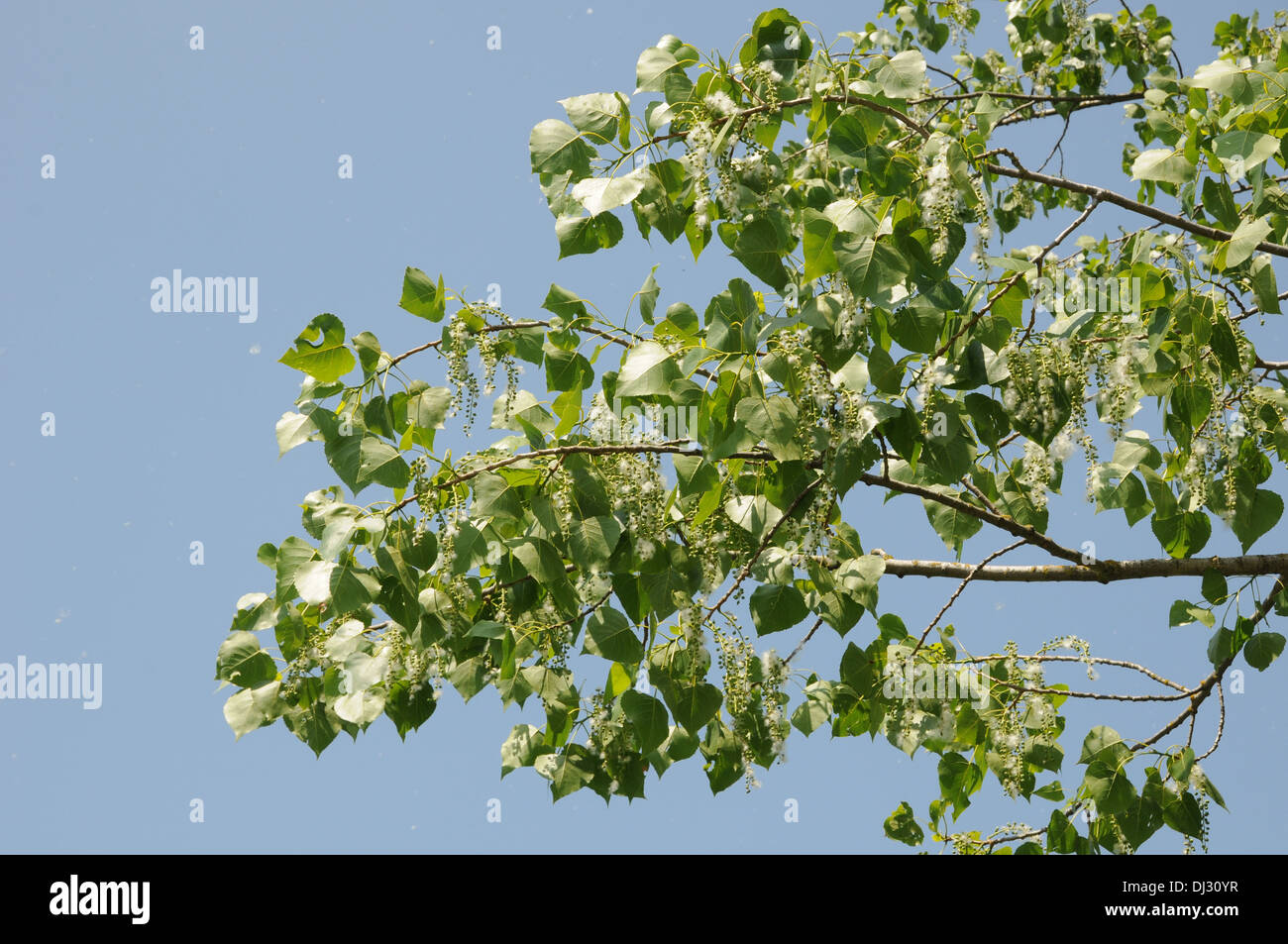 Populus x canadensis immagini e fotografie stock ad alta risoluzione ...