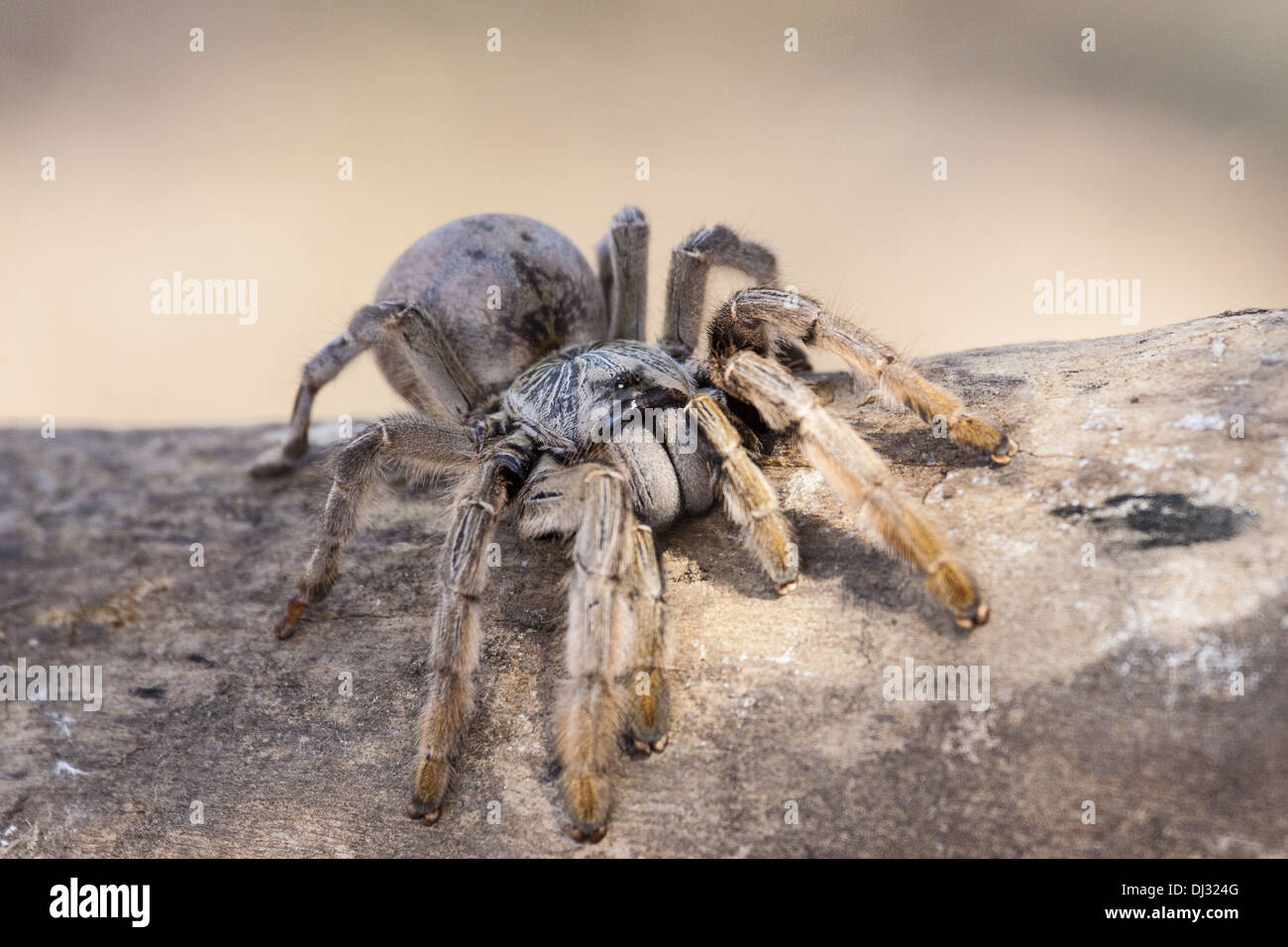 Tarantola marrone immagini e fotografie stock ad alta risoluzione - Alamy