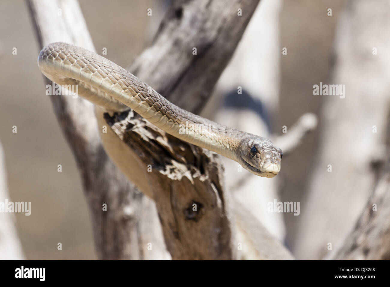 Nero mamba dendroaspis polylepis immagini e fotografie stock ad alta ...