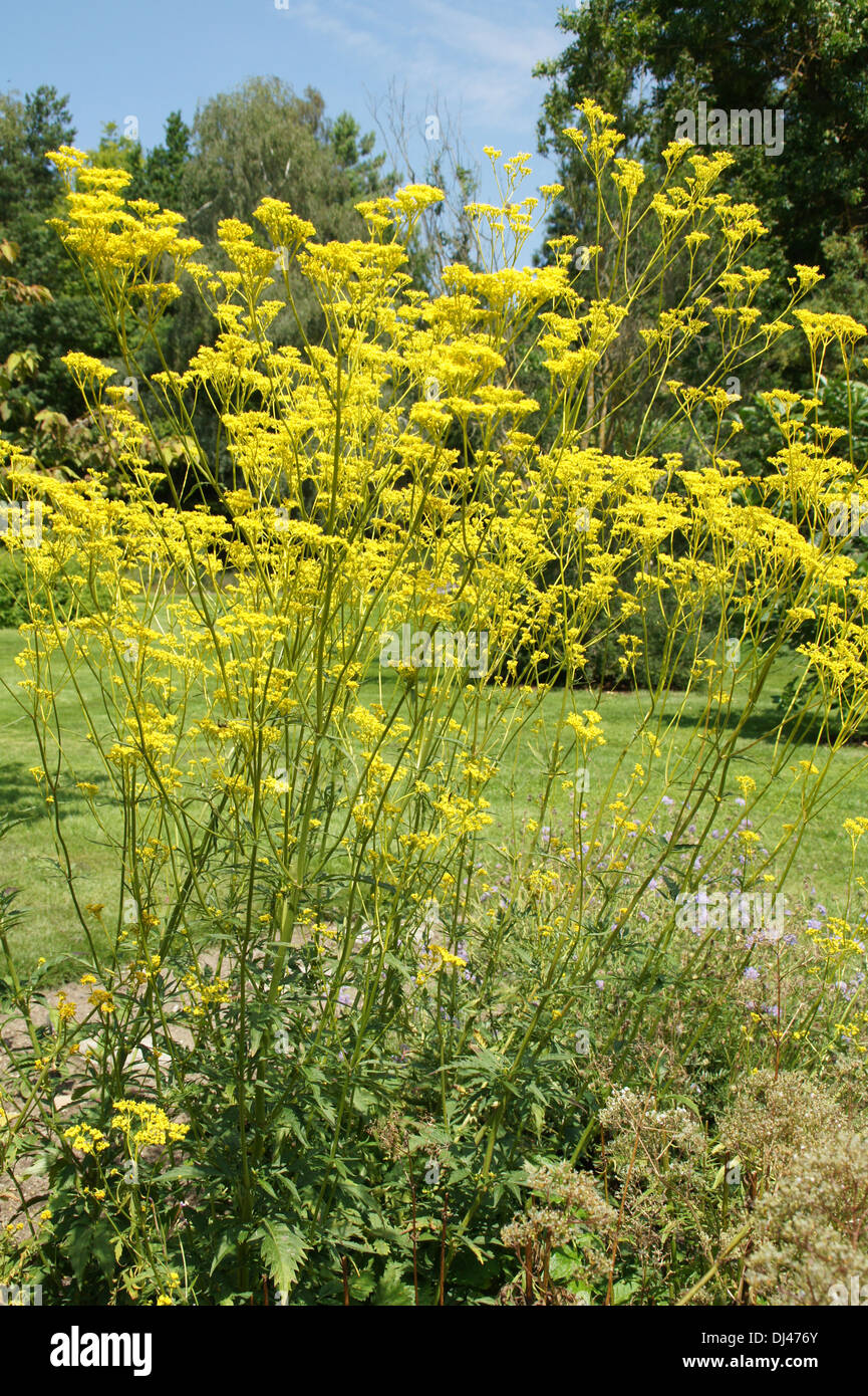 Patrinia scabiosifolia immagini e fotografie stock ad alta risoluzione ...