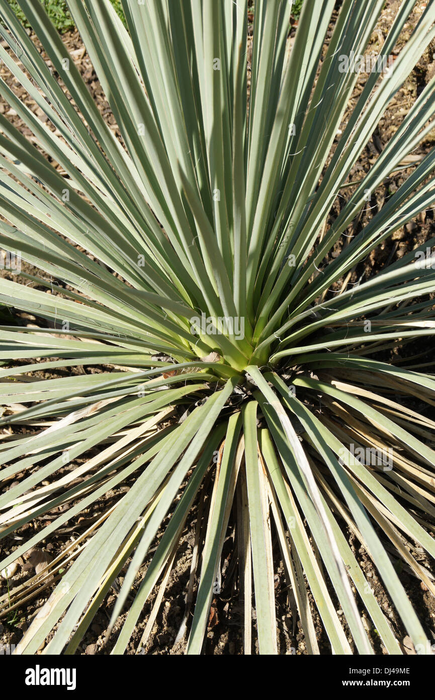 Yucca angustifolia immagini e fotografie stock ad alta risoluzione - Alamy