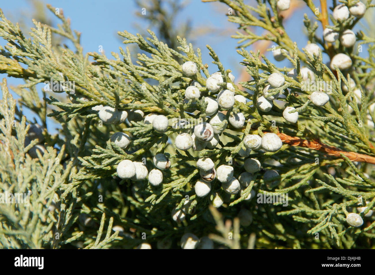 Ginepro cinese juniperus chinensis immagini e fotografie stock ad alta ...