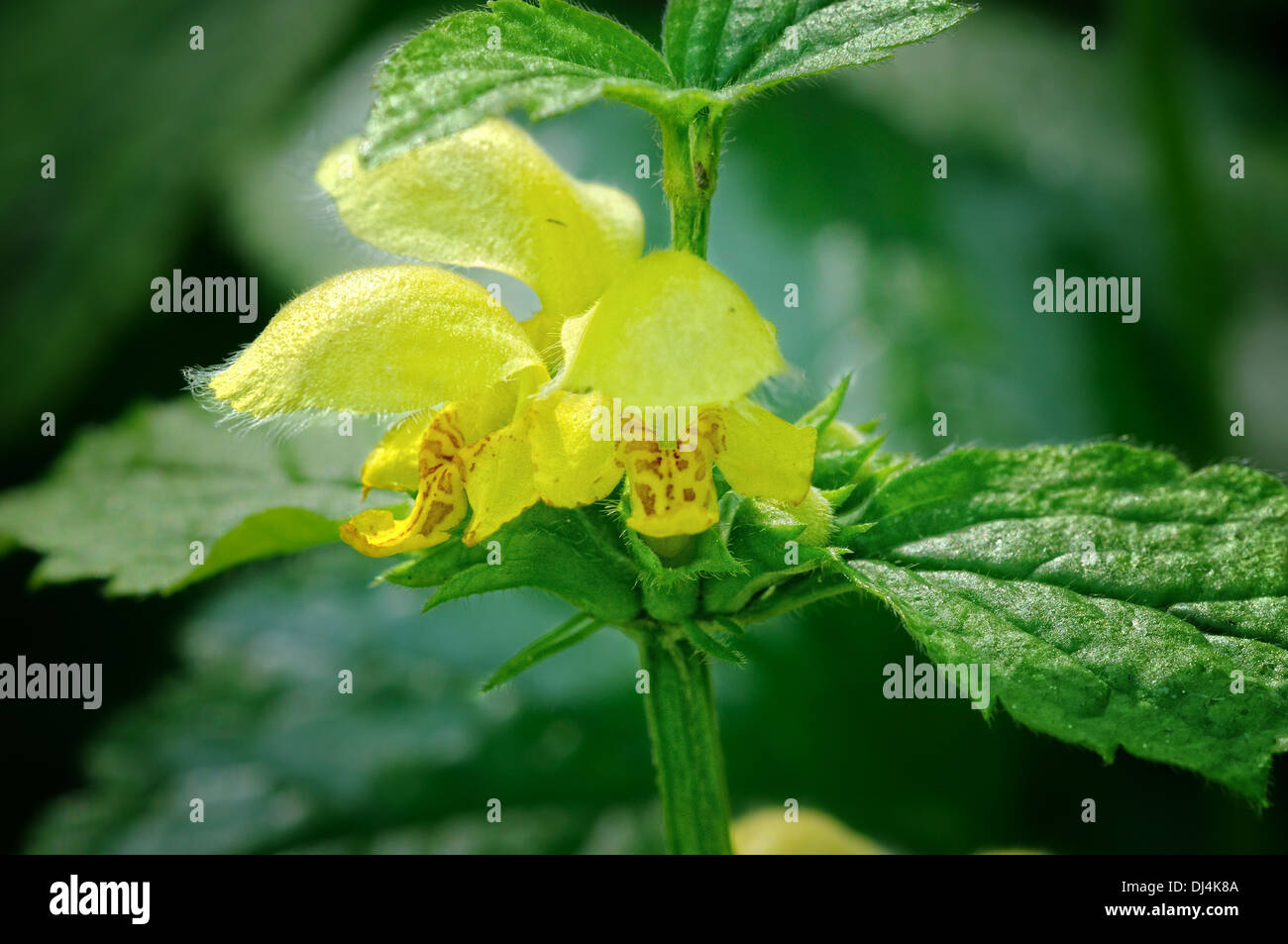 Fiore di ortica immagini e fotografie stock ad alta risoluzione - Alamy