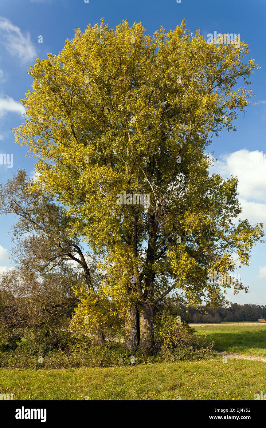 Populus x canadensis immagini e fotografie stock ad alta risoluzione ...