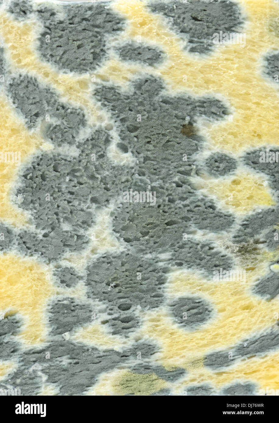 Muffa del pane immagini e fotografie stock ad alta risoluzione - Alamy