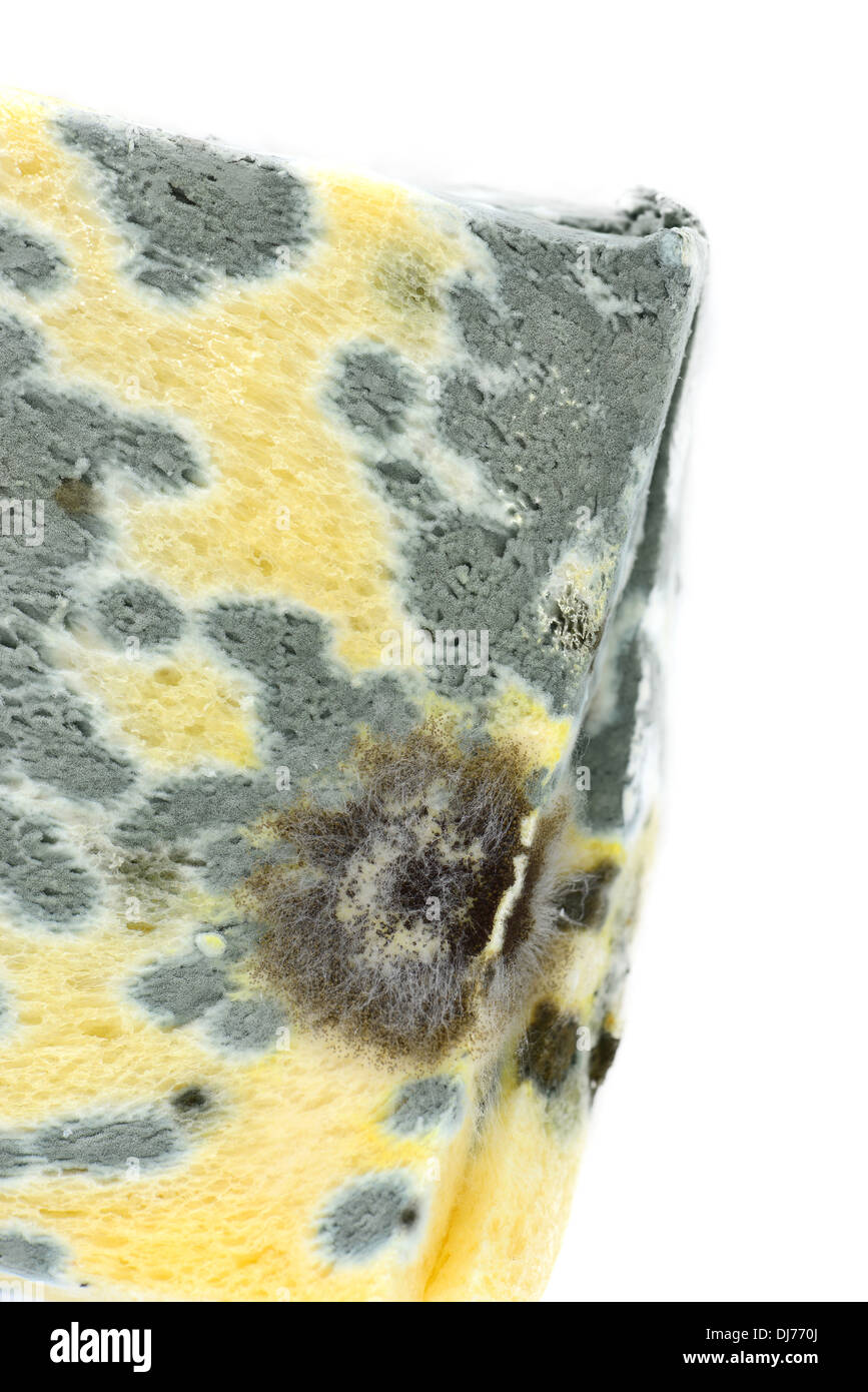 Muffa del pane immagini e fotografie stock ad alta risoluzione - Alamy