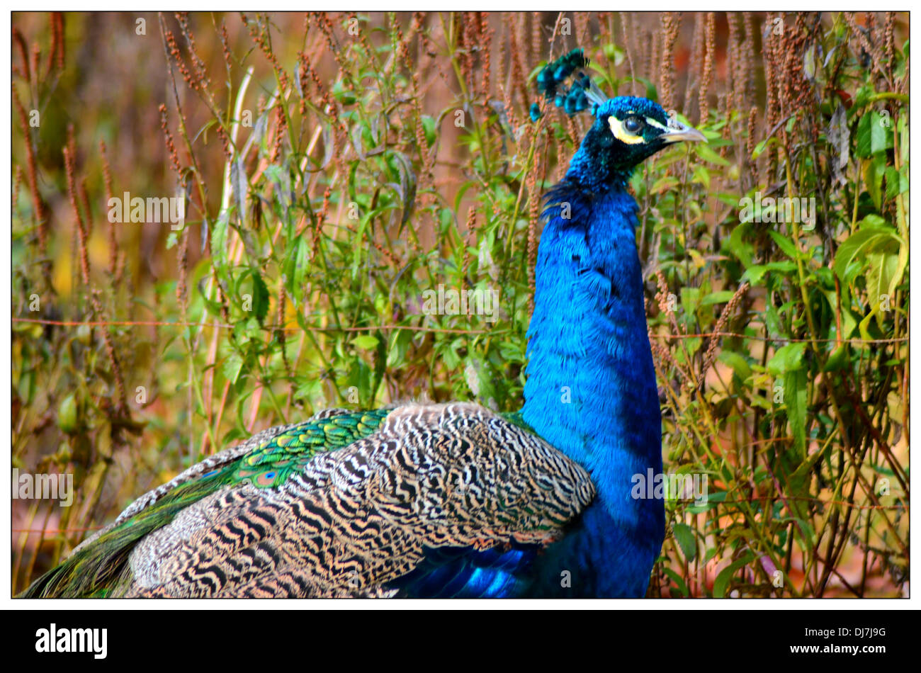 Free peacock immagini e fotografie stock ad alta risoluzione - Alamy