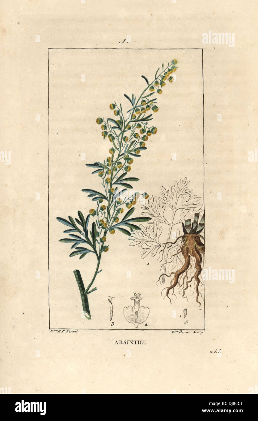 Absinthium artemisia absinthium immagini e fotografie stock ad alta ...
