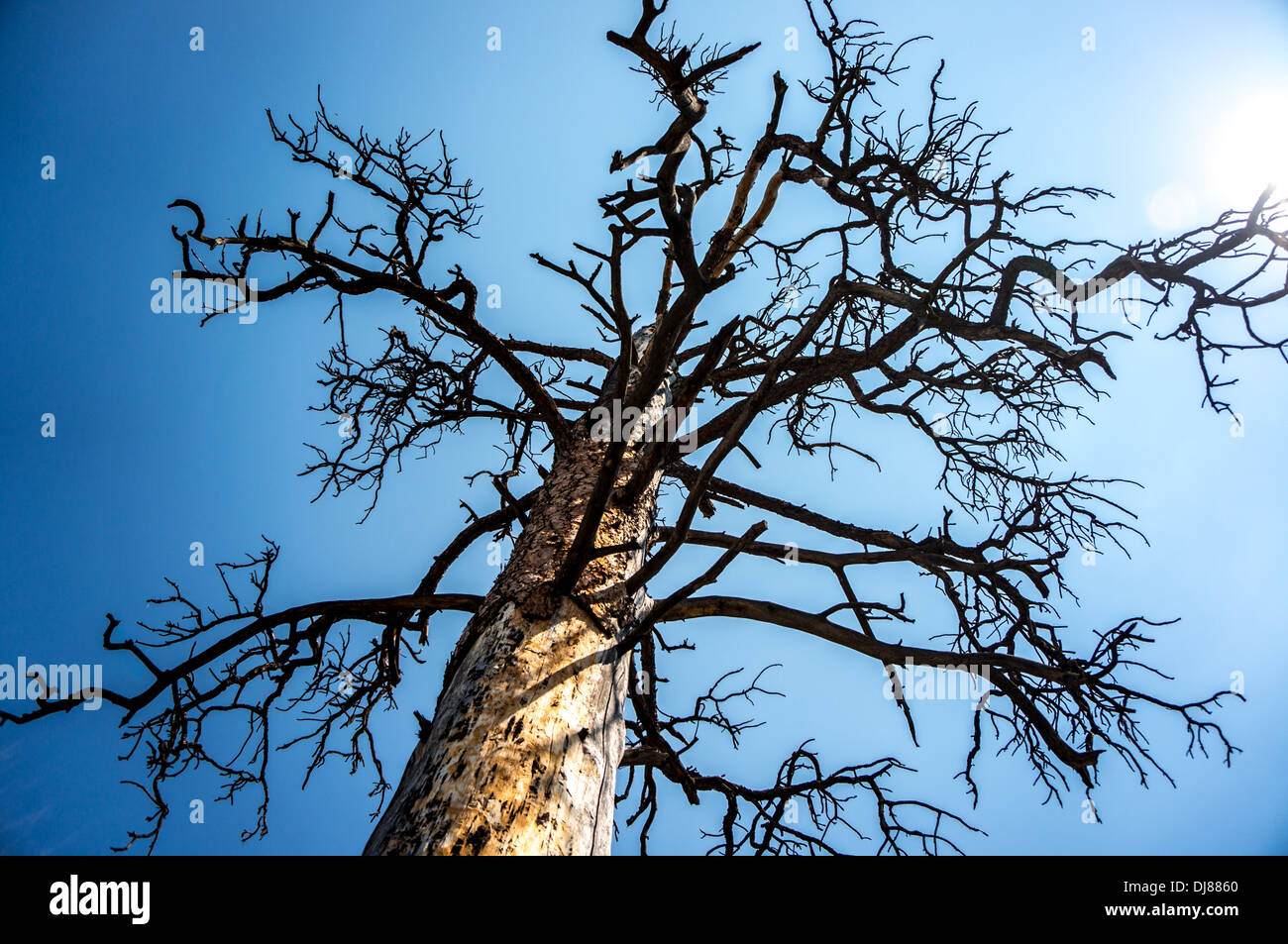 Rami silhouette immagini e fotografie stock ad alta risoluzione - Alamy