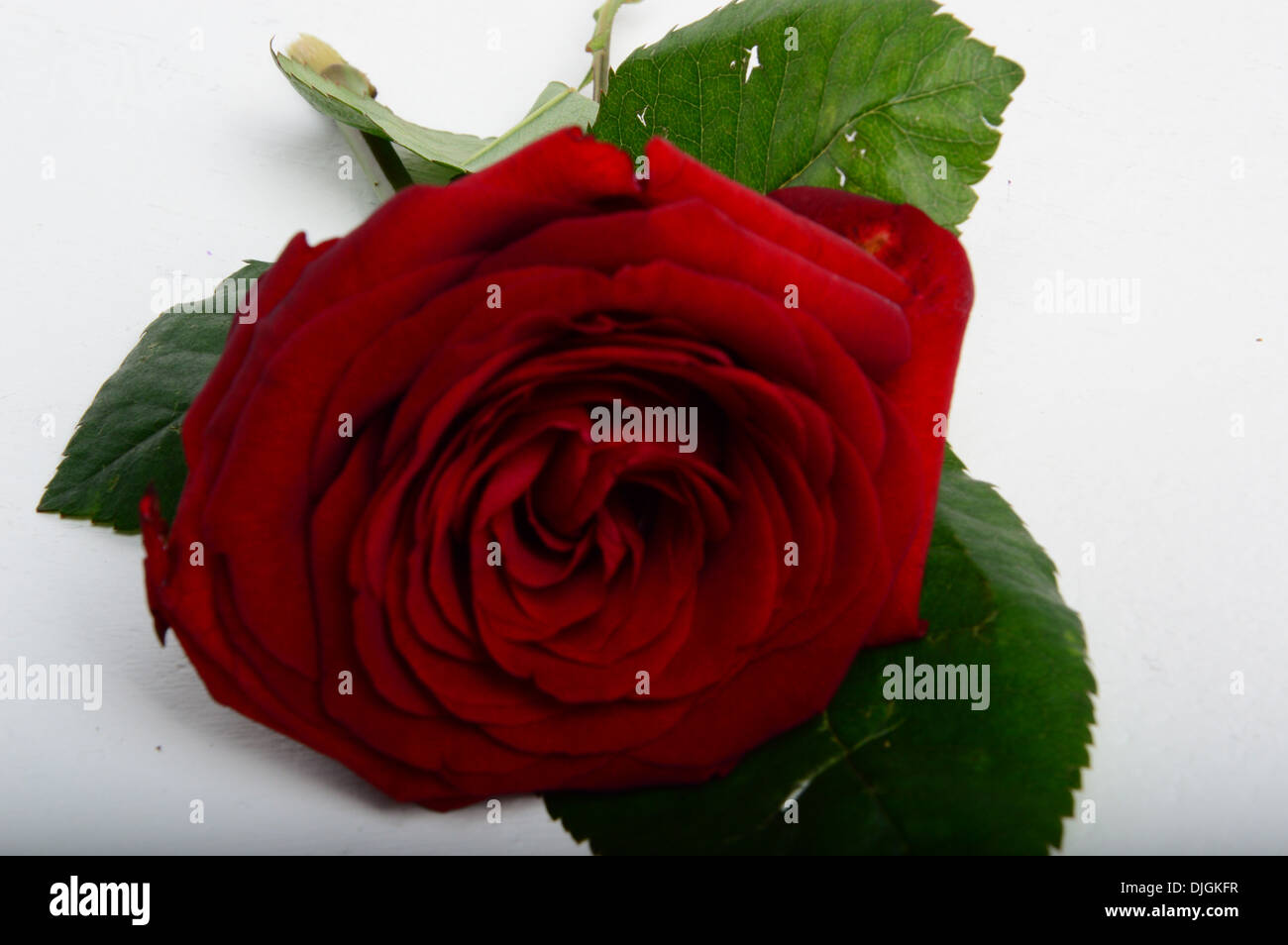 Splendida rossa immagini e fotografie stock ad alta risoluzione - Alamy