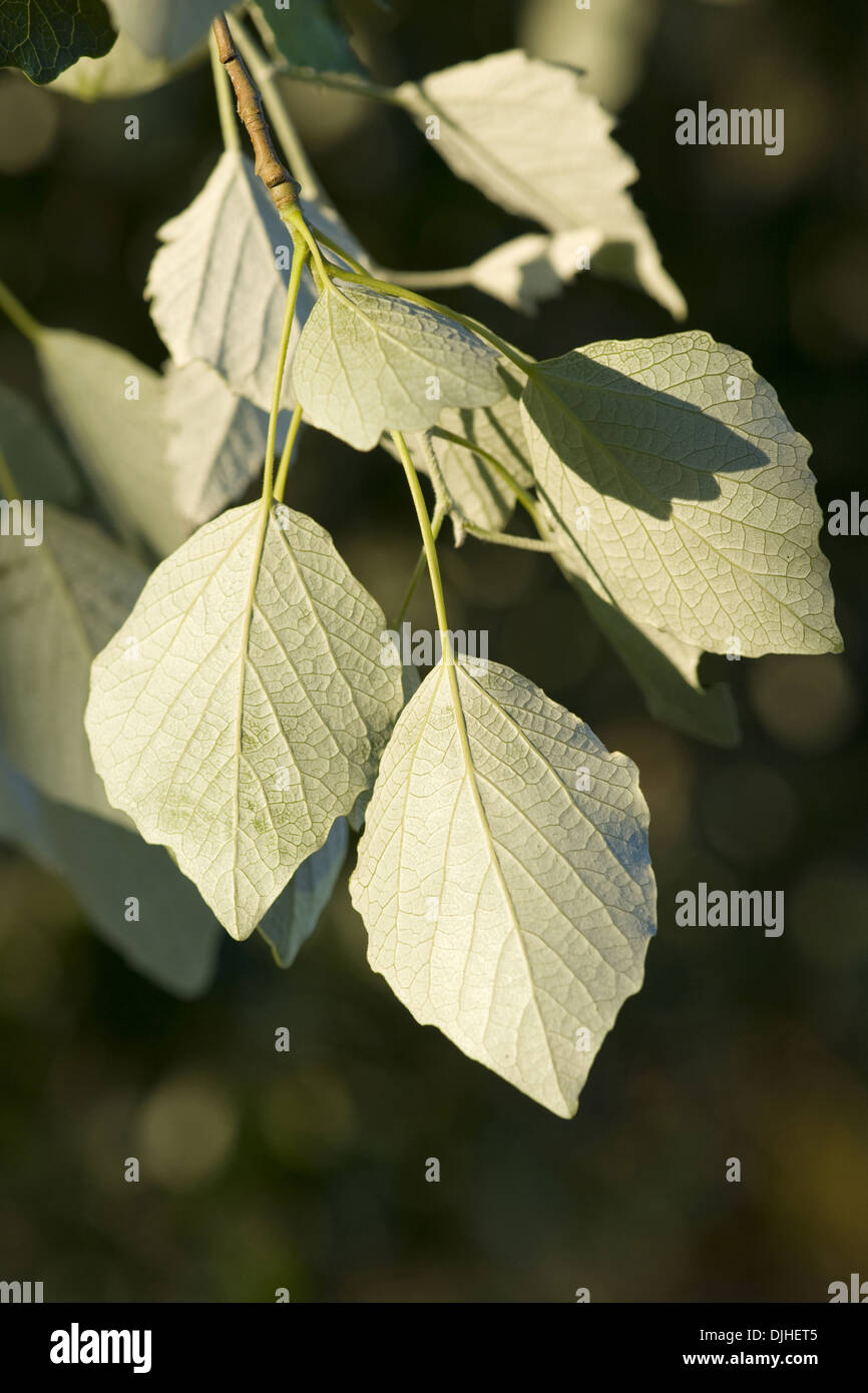 Pioppi bianchi populus alba immagini e fotografie stock ad alta ...