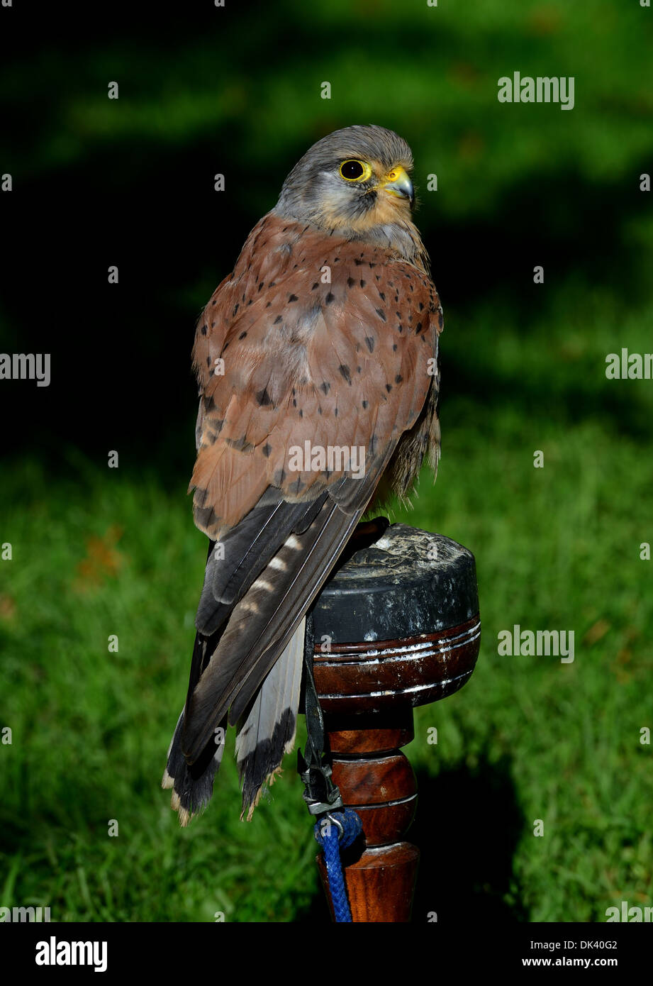 Maschio gheppio comune immagini e fotografie stock ad alta risoluzione ...